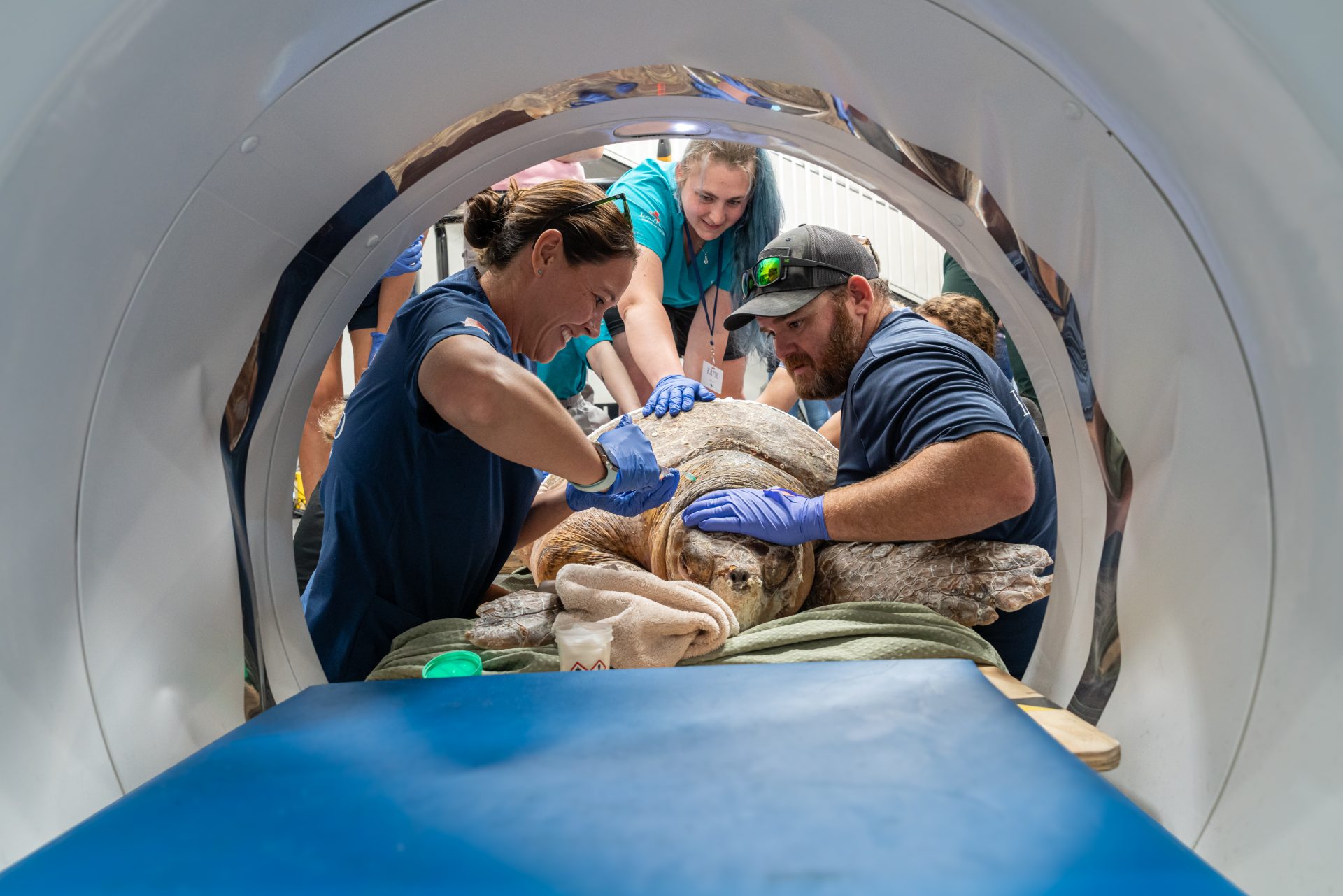 A 302-pound loggerhead hit by a boat gets oversize CT scan, with a ...