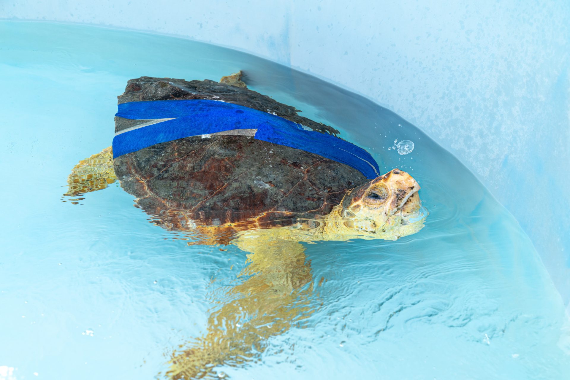 How Patients Help Each Other - Sea Turtle Blood Transfusions ...