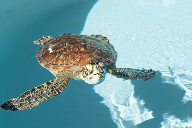 Loggerhead Marinelife Center - Ocean & Sea Turtle Conservation in Juno ...