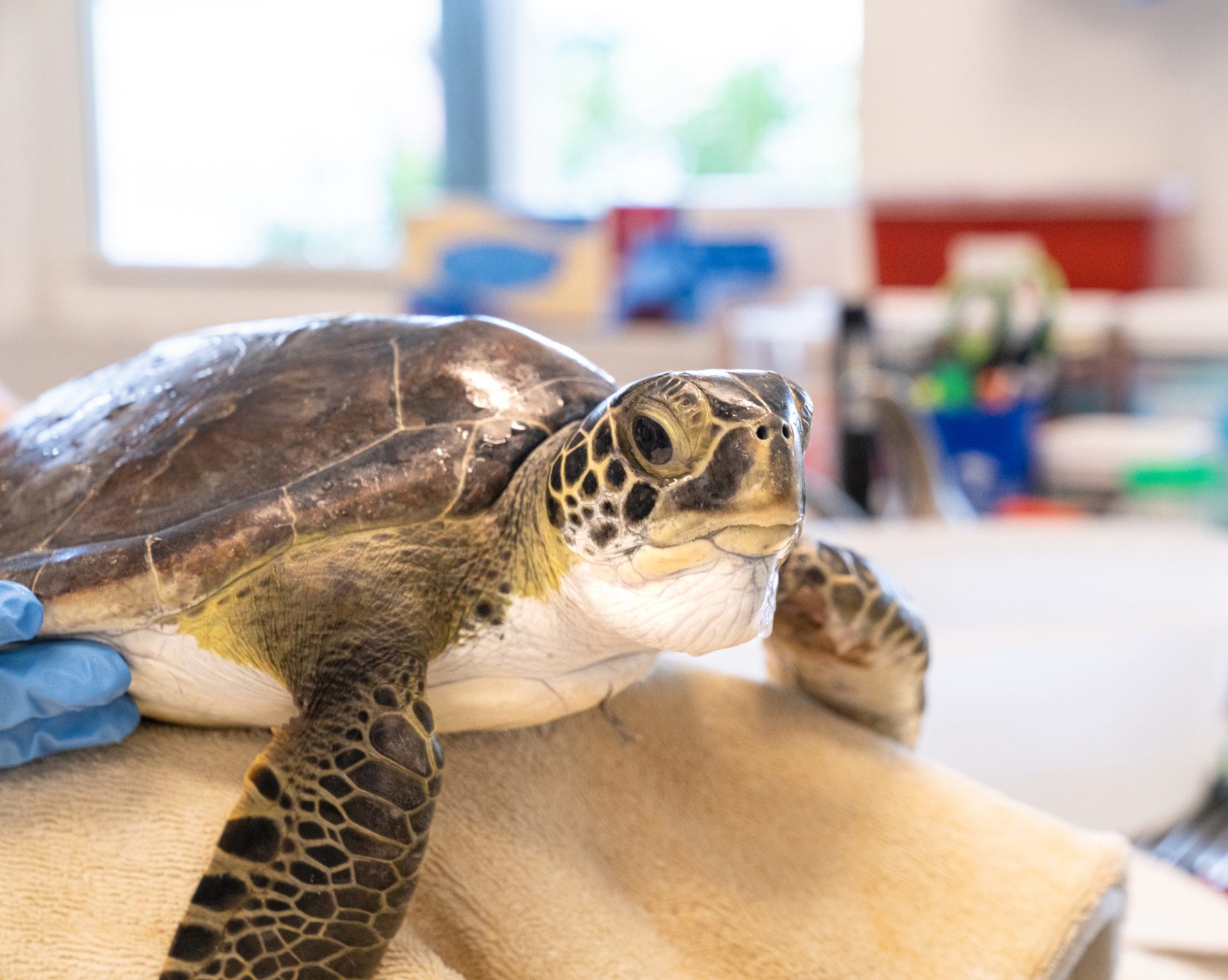 Patients - Loggerhead Marinelife Center