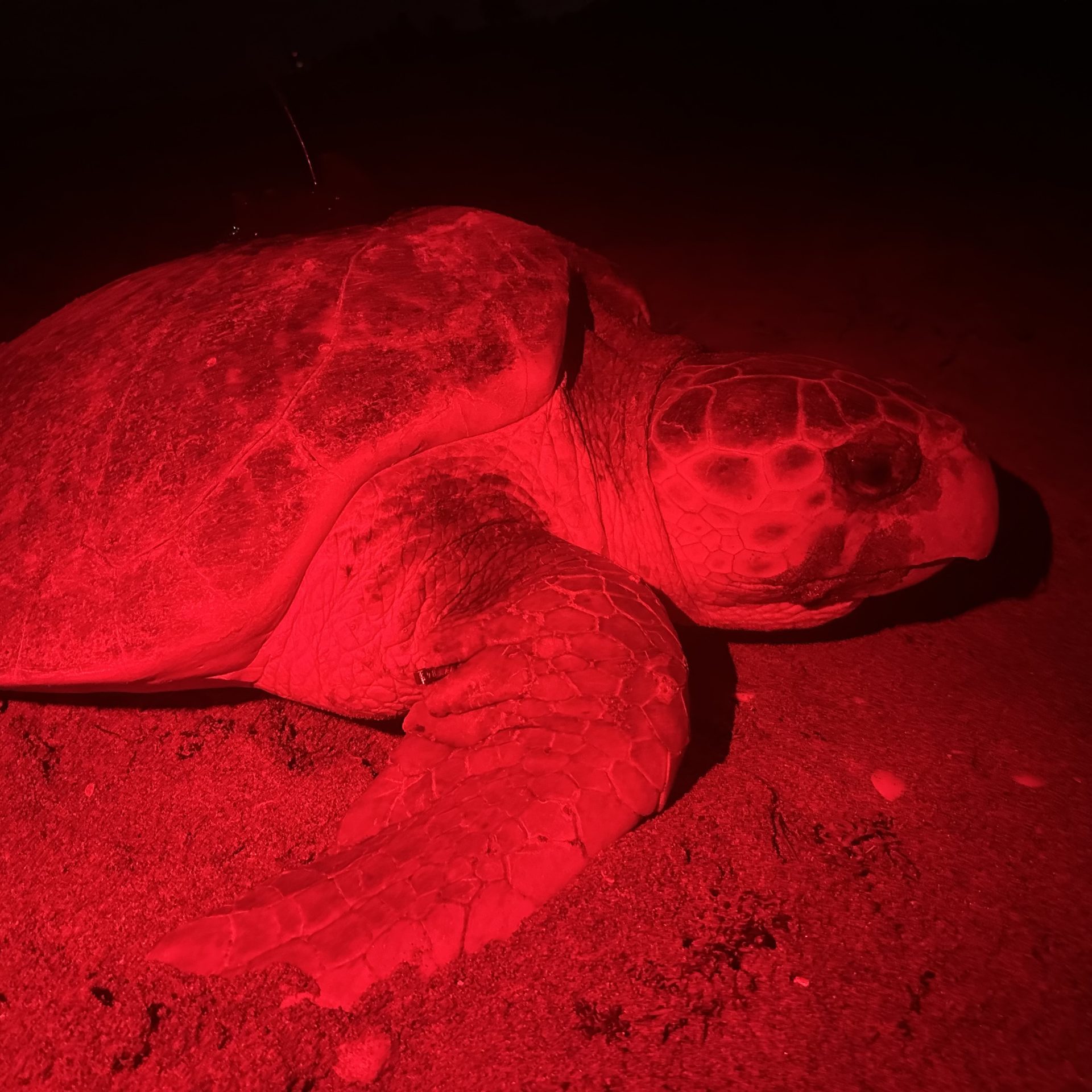 Tracking Cecil - Loggerhead Marinelife Center