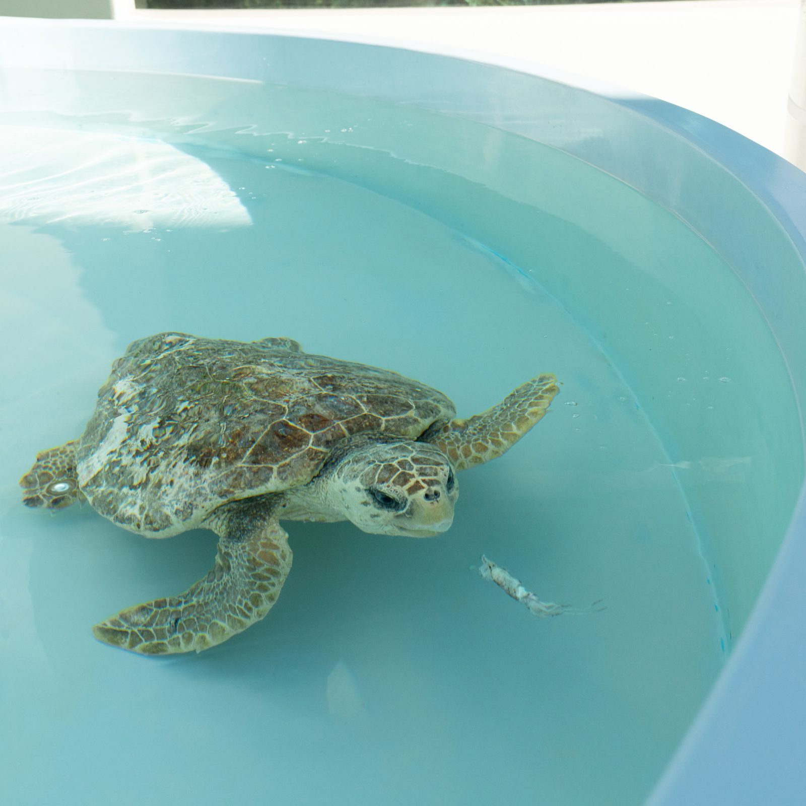 Audrey Hepburn - Loggerhead Marinelife Center