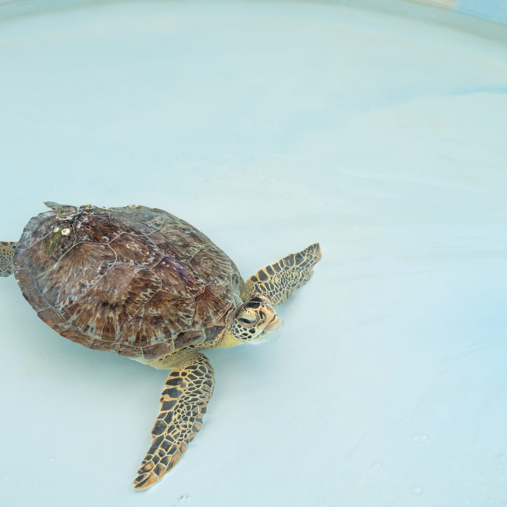 BumblebeeHumanely Euthanized - Loggerhead Marinelife Center