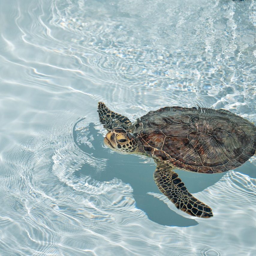 FredReleased: 9-23-24 - Loggerhead Marinelife Center