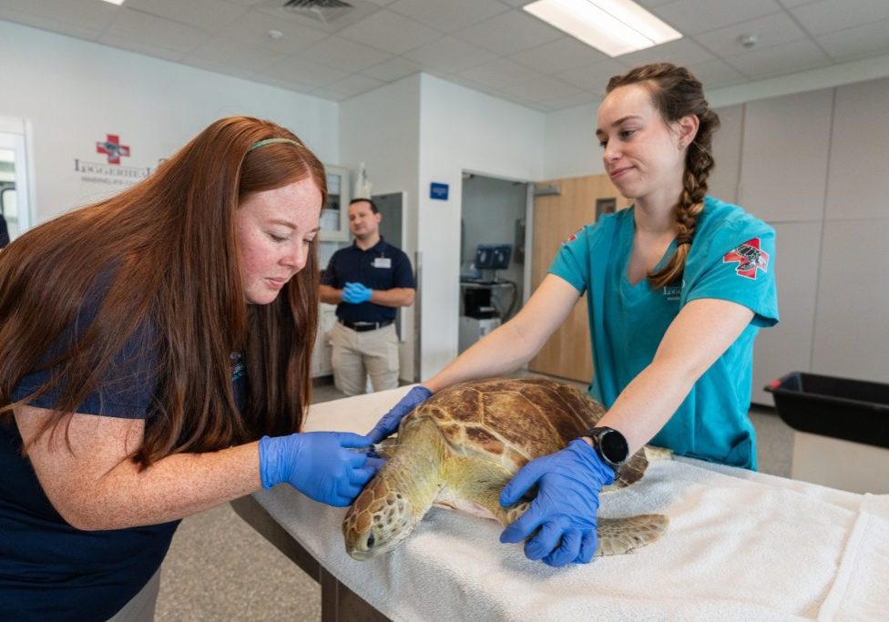 Loggerhead Marinelife Center - Ocean & Sea Turtle Conservation in Juno ...