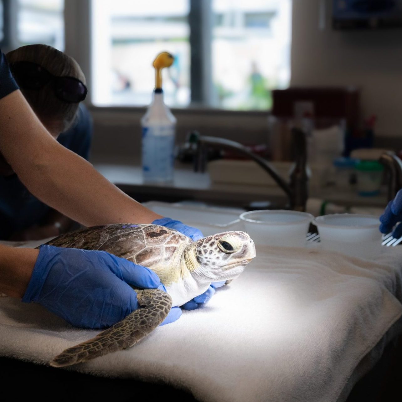 MarsHumanely Euthanized - Loggerhead Marinelife Center