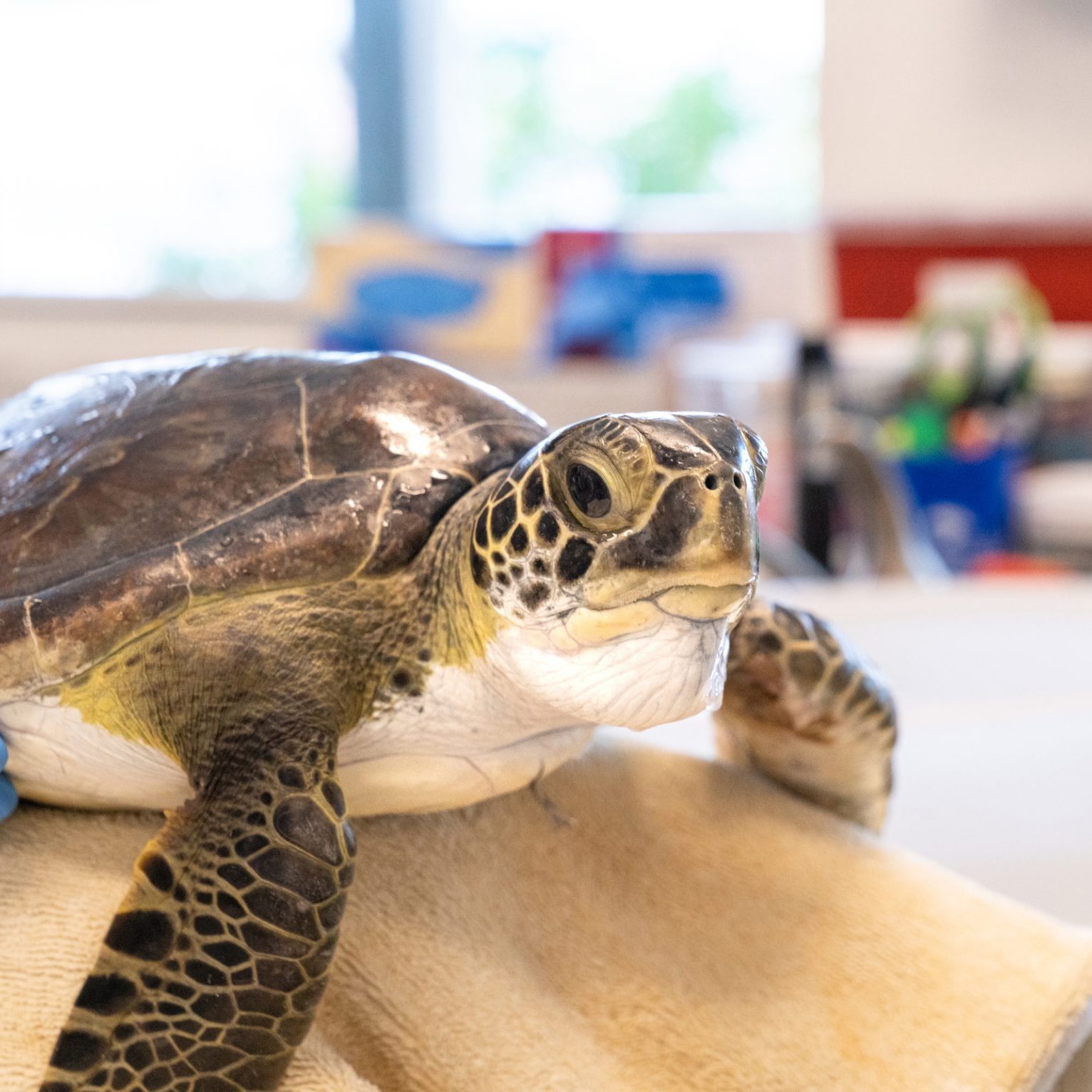 MatchaReleased: 9-15-25 - Loggerhead Marinelife Center