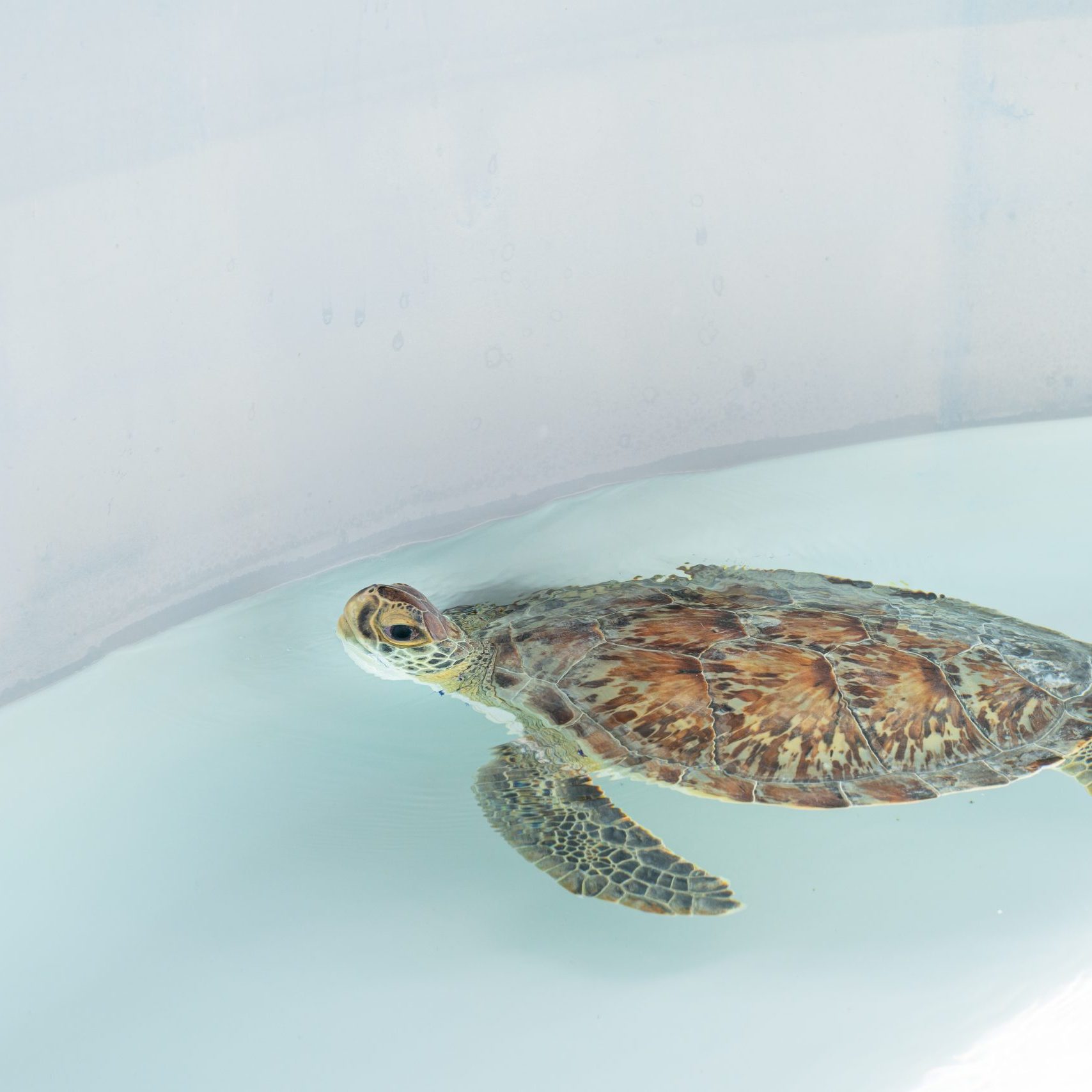 NoahReleased: 11-5-24 - Loggerhead Marinelife Center