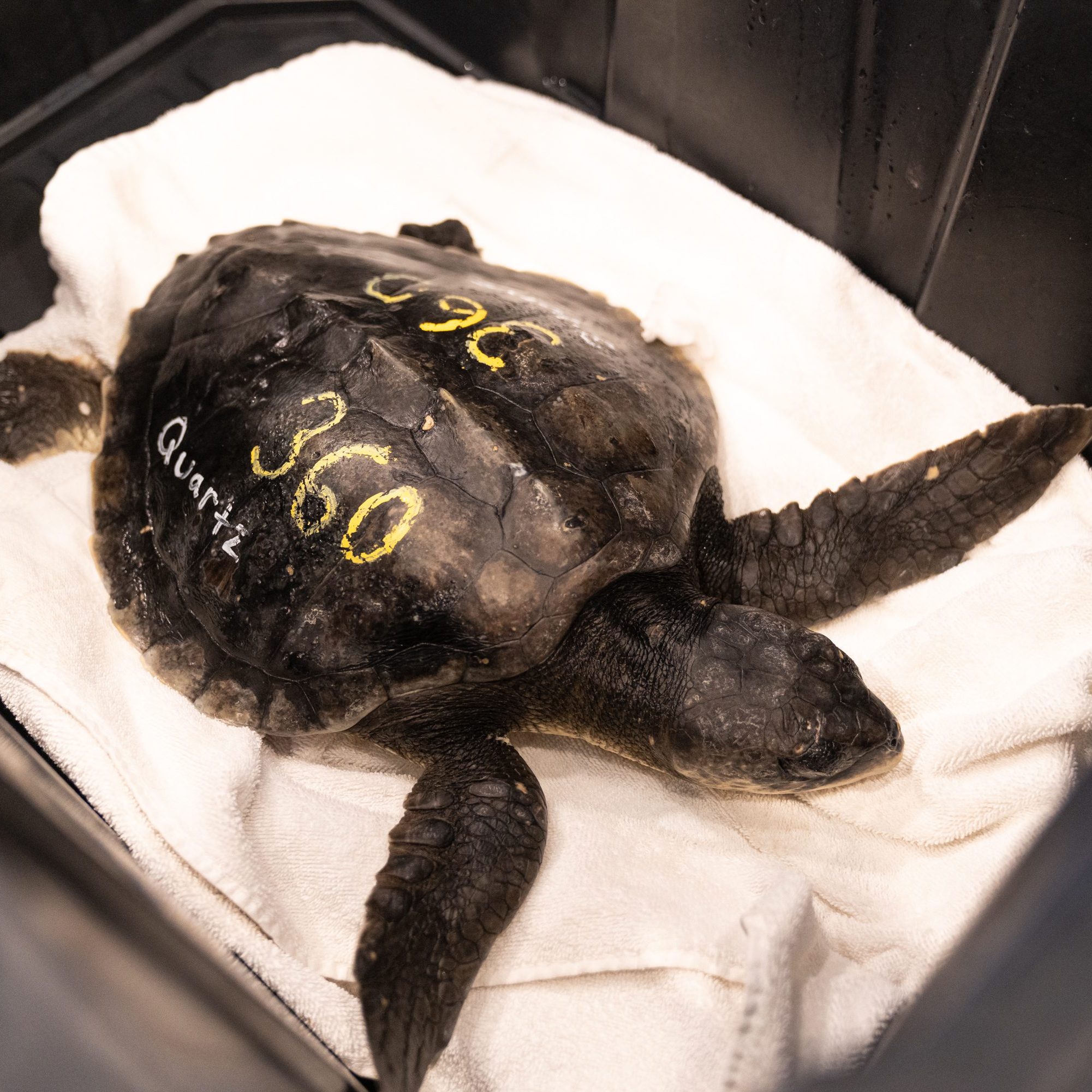 2024 Kemp's Cold StunsReleased - Loggerhead Marinelife Center