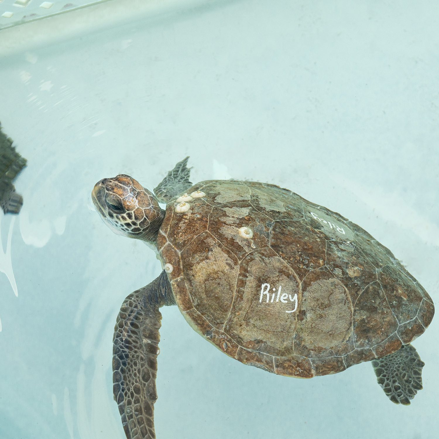RileyReleased: 5-7-25 - Loggerhead Marinelife Center