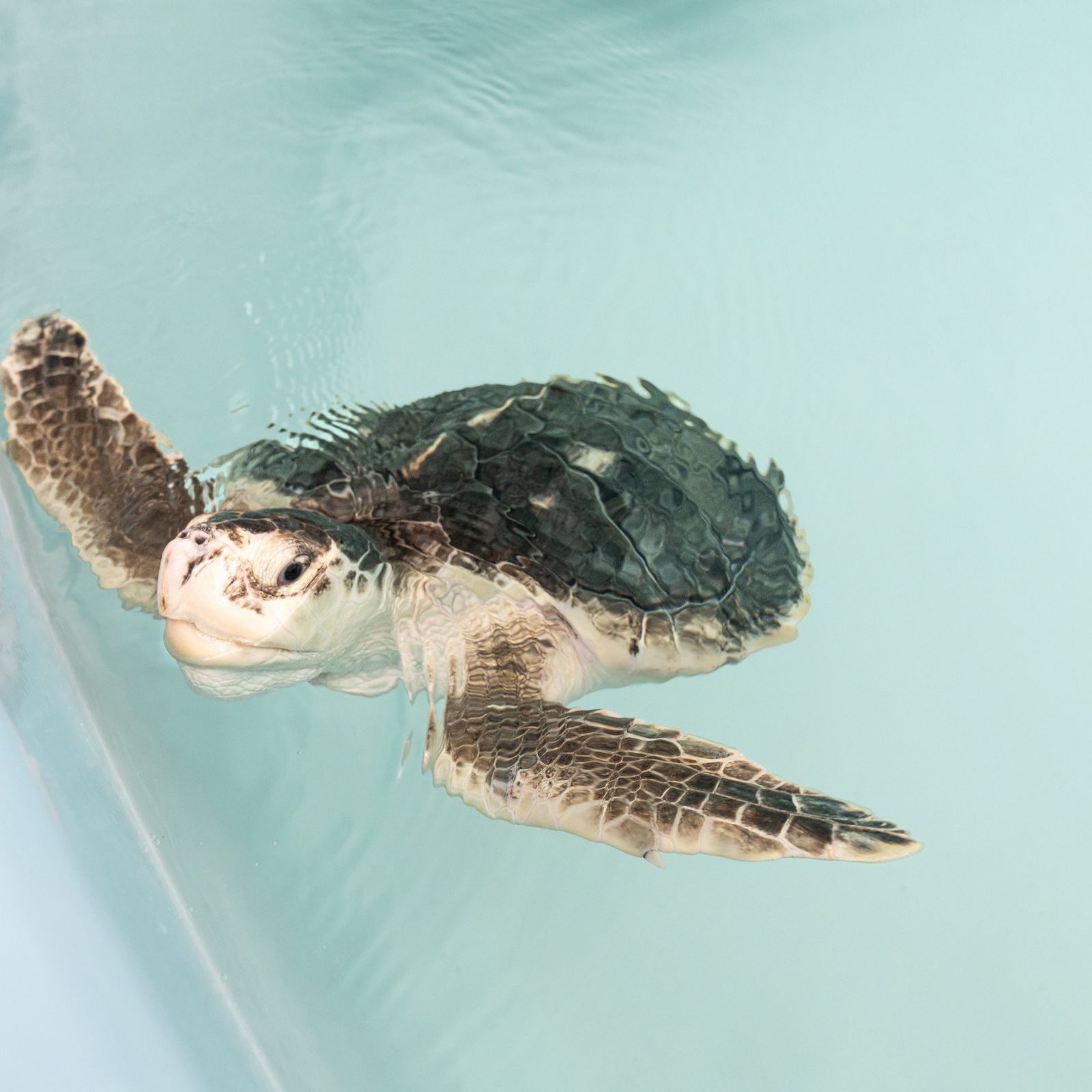 Sailor SwiftReleased: 7-16-25 - Loggerhead Marinelife Center