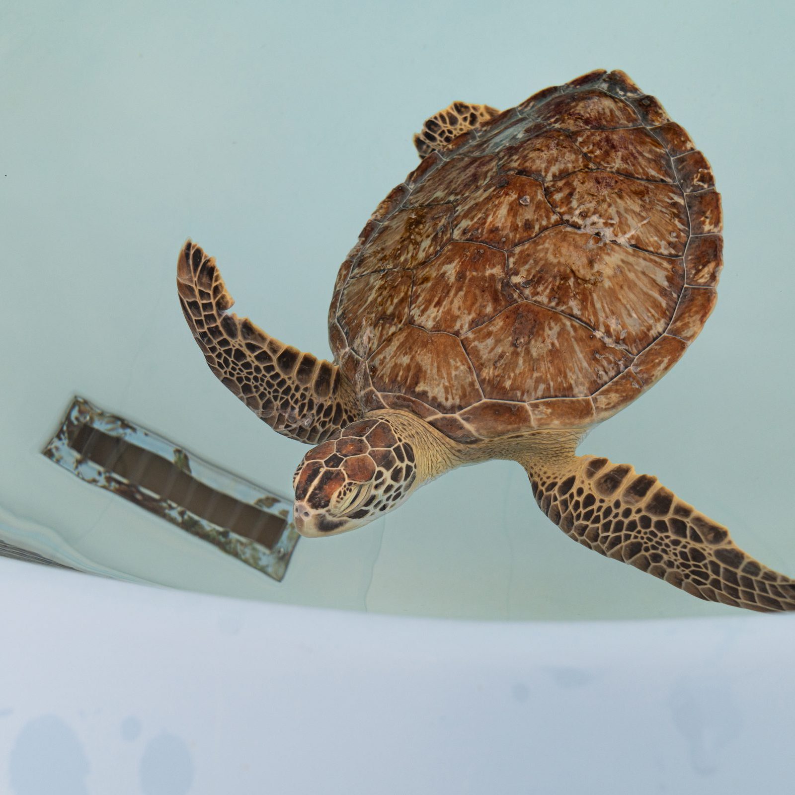 SeverusReleased: 12-5-24 - Loggerhead Marinelife Center