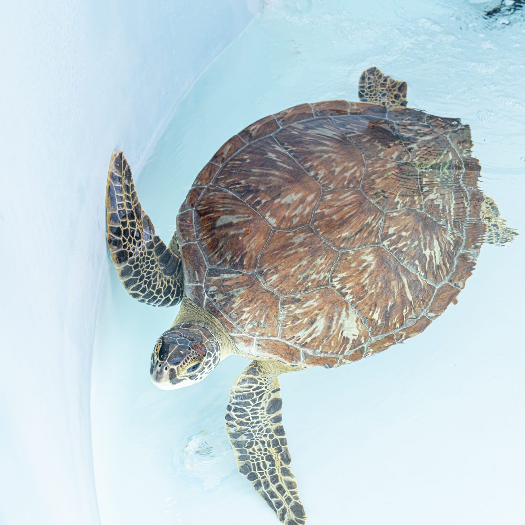 StanleyHumanely Euthanized - Loggerhead Marinelife Center