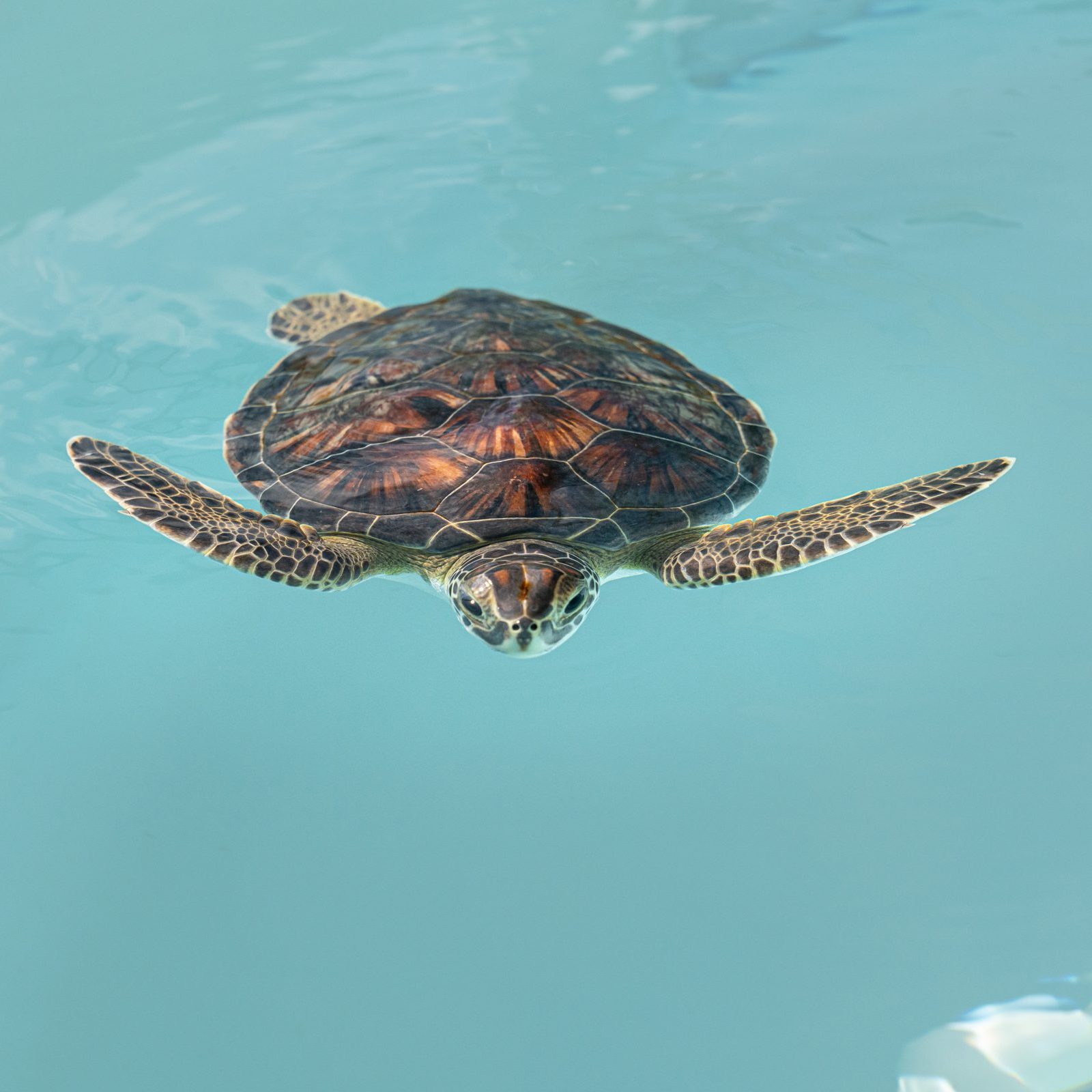 TruffleReleased: 12-17-24 - Loggerhead Marinelife Center