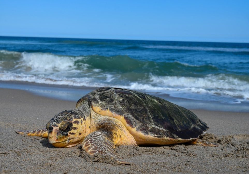Loggerhead Marinelife Center - Ocean & Sea Turtle Conservation in Juno ...