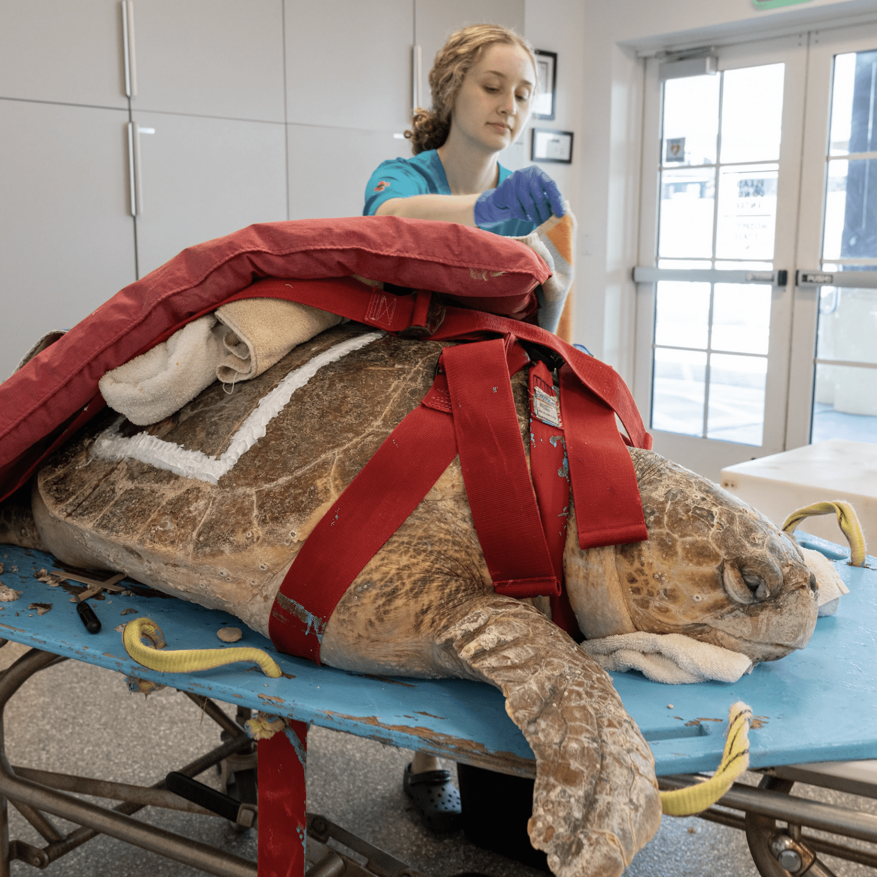 PennywiseReleased: 7-30-25 - Loggerhead Marinelife Center