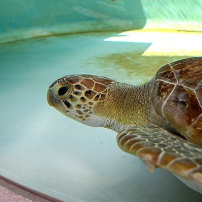 PhilReleased: 10-25-23 - Loggerhead Marinelife Center
