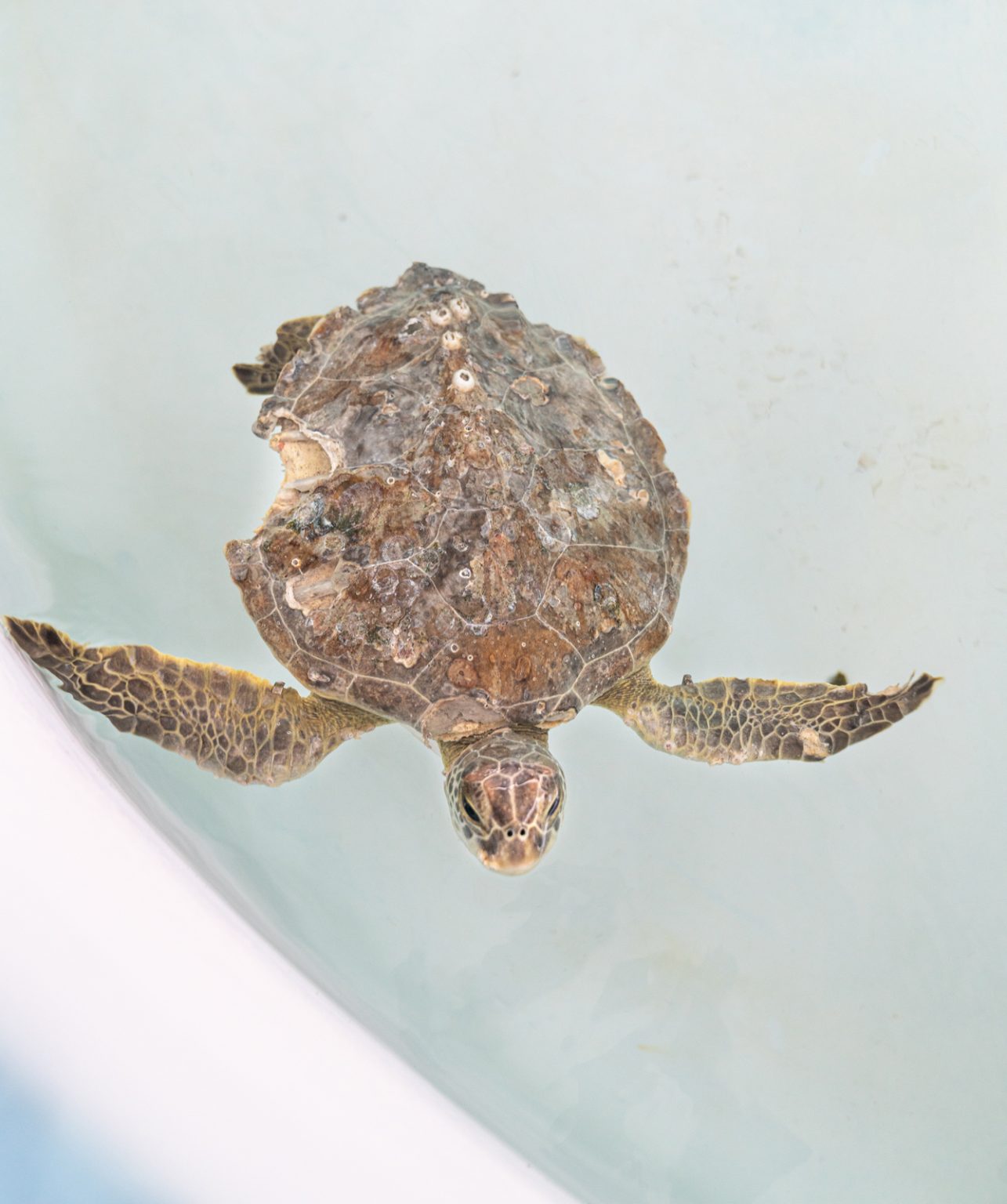Loggerhead Marinelife Center - Ocean & Sea Turtle Conservation in Juno ...