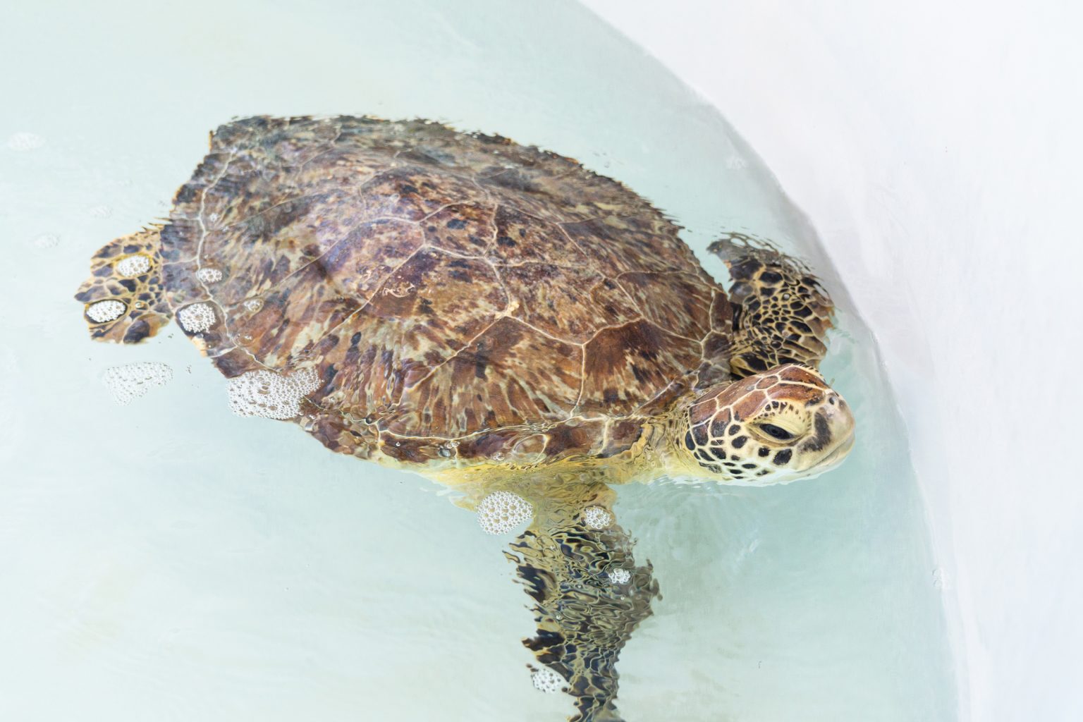 Loggerhead Marinelife Center - Ocean & Sea Turtle Conservation in Juno ...