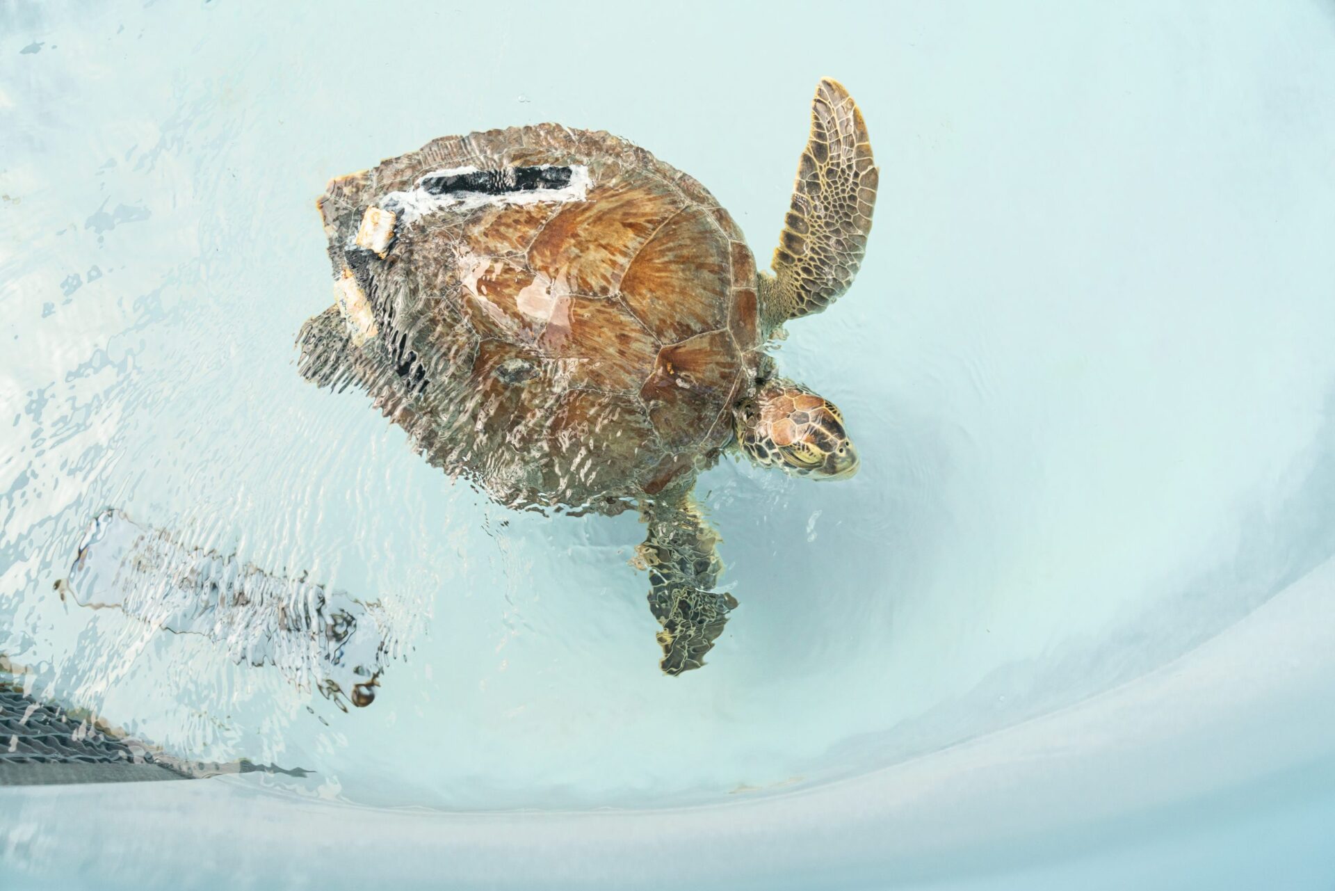 Loggerhead Marinelife Center - Ocean & Sea Turtle Conservation in Juno ...