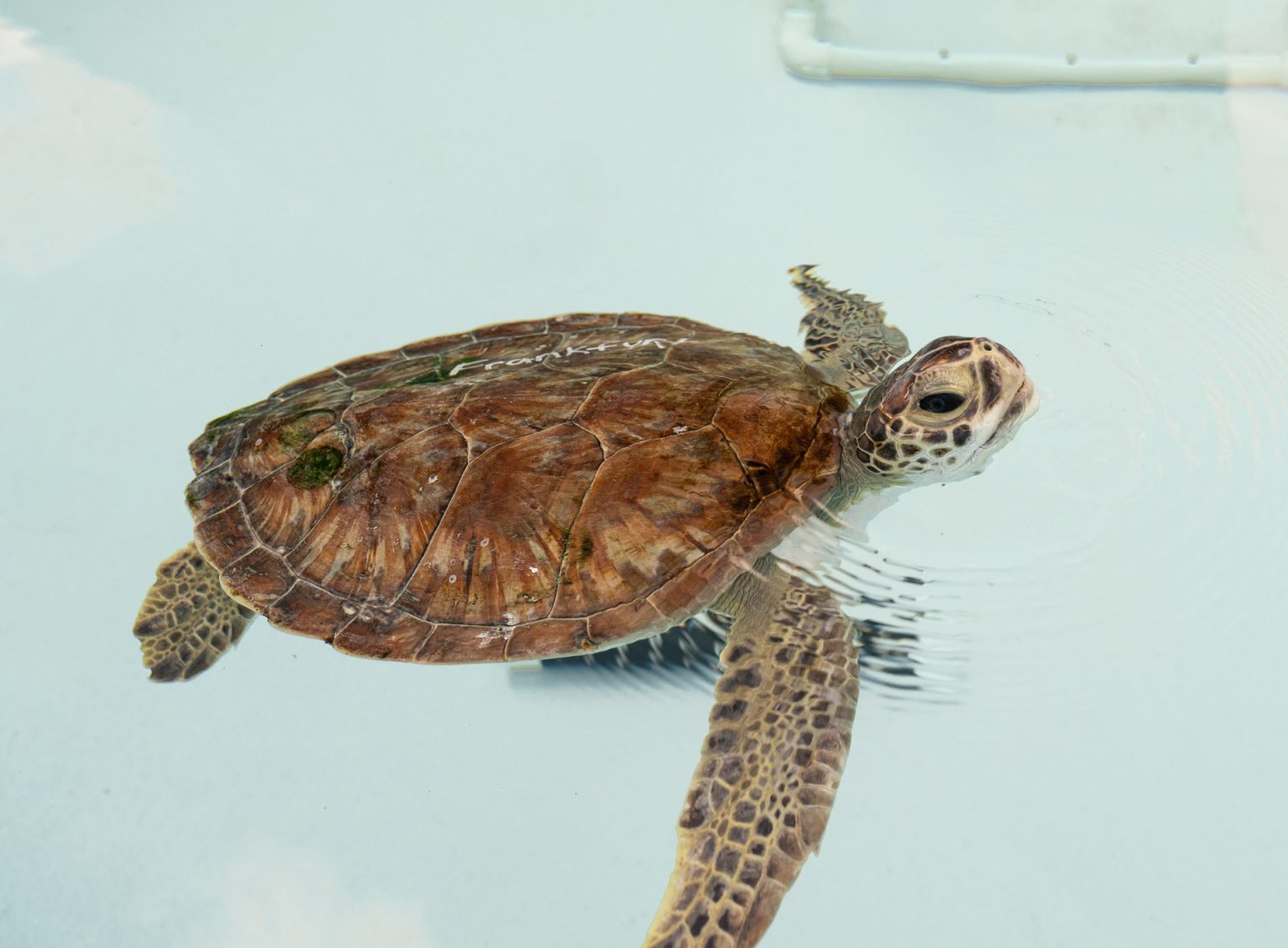 Patients - Loggerhead Marinelife Center