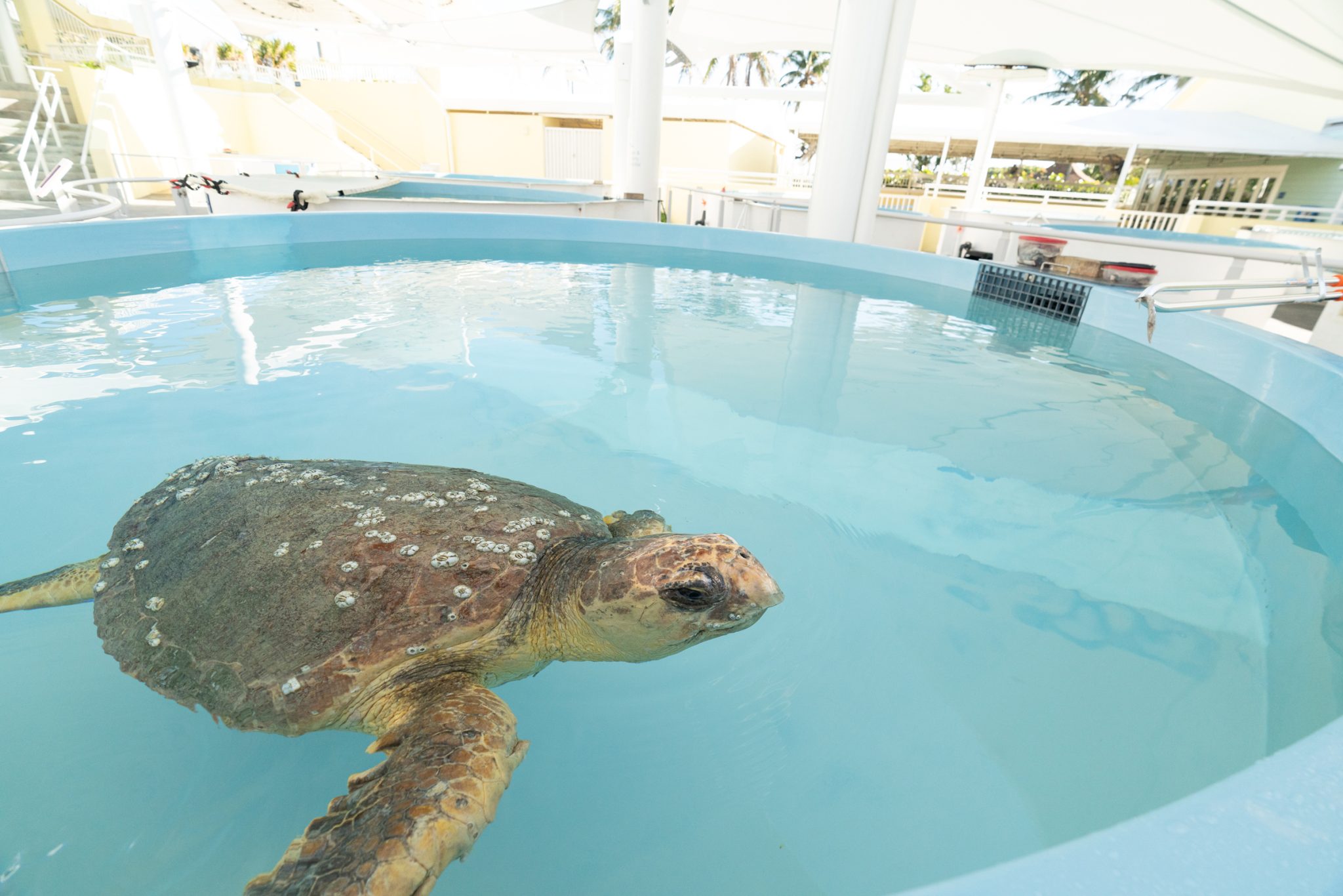 Loggerhead Marinelife Center - Ocean & Sea Turtle Conservation in Juno ...