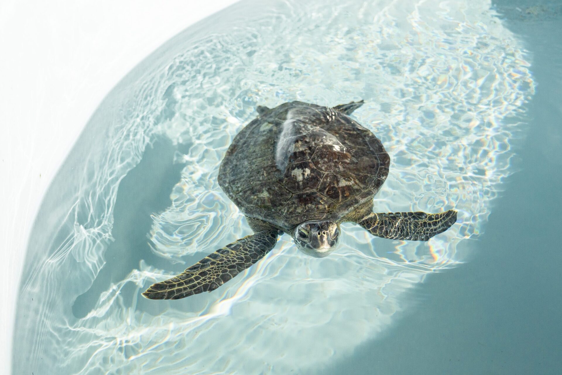 Loggerhead Marinelife Center - Ocean & Sea Turtle Conservation in Juno ...