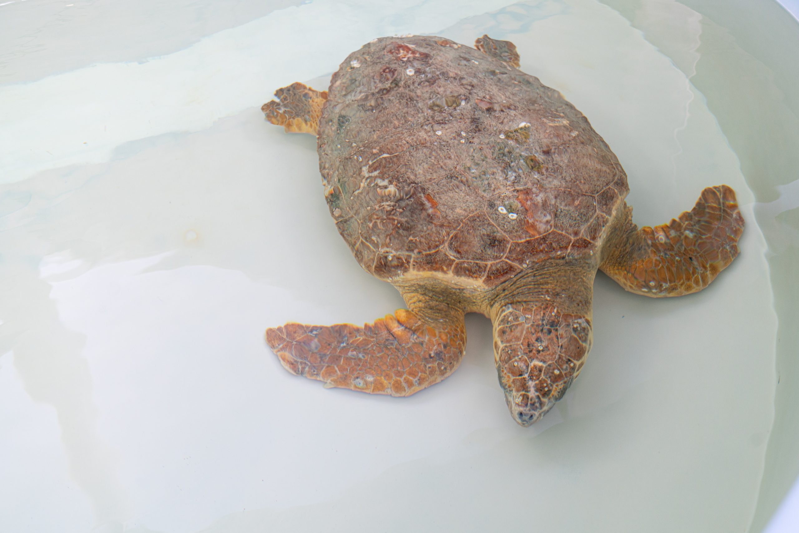 MangoReleased: 1-2-25 - Loggerhead Marinelife Center