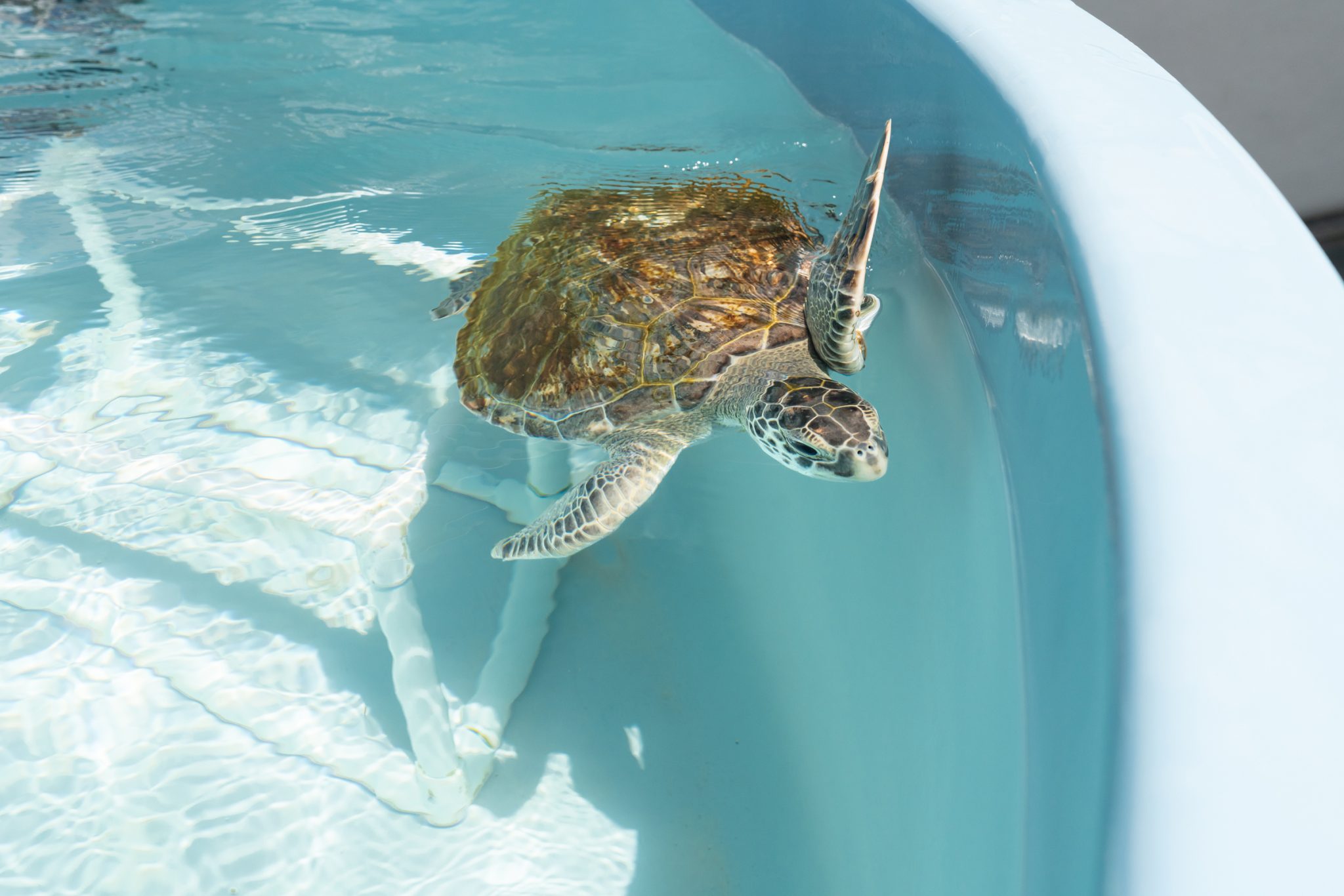 Patients - Loggerhead Marinelife Center