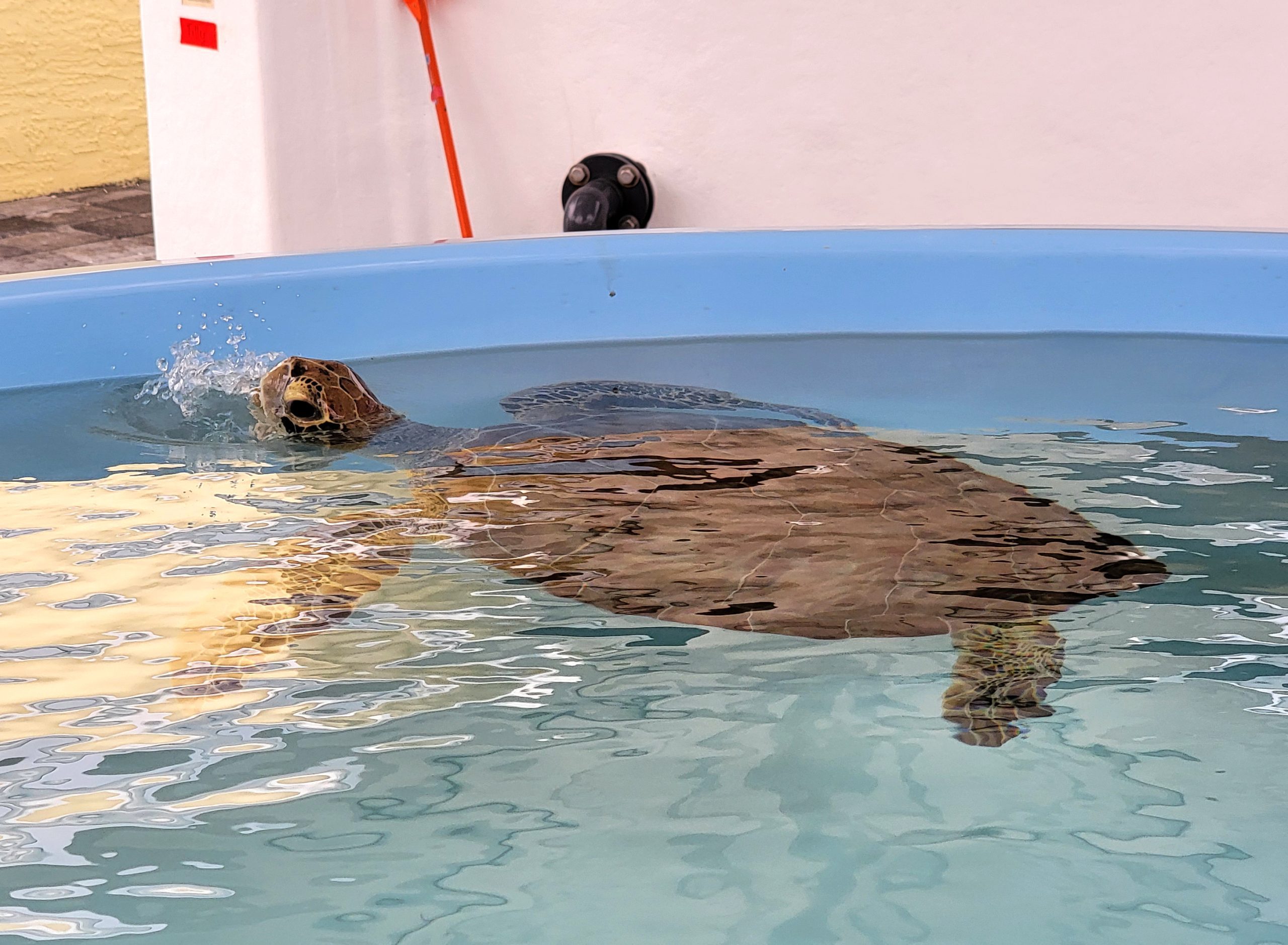 Master OogwayReleased: 8-20-24 - Loggerhead Marinelife Center